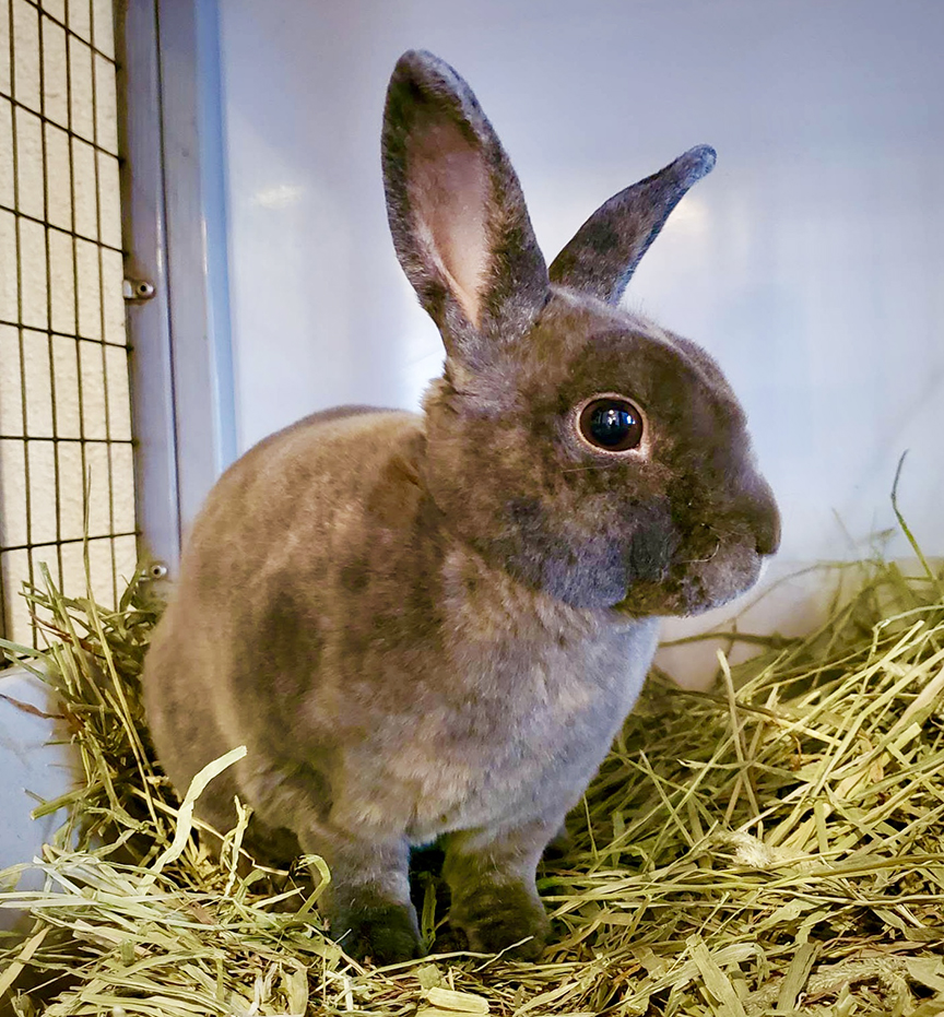 Chicago Animal Shelter: Adopt and Rescue Cats, Rabbits, Dogs: Red Door