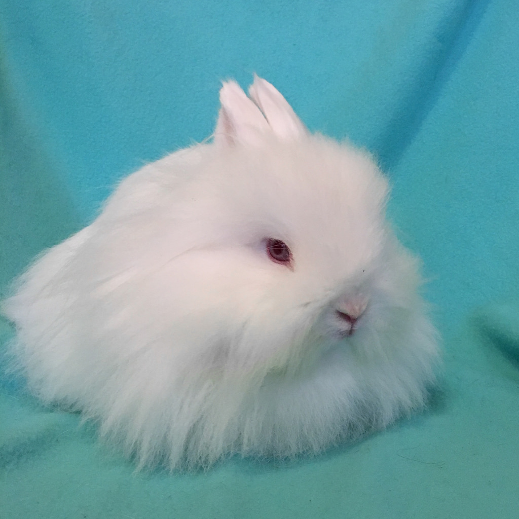 Chicago Animal Shelter: Adopt and Rescue Cats, Rabbits, Dogs: Red Door