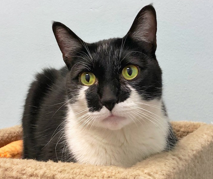 Chicago Animal Shelter: Adopt and Rescue Cats, Rabbits, Dogs: Red Door