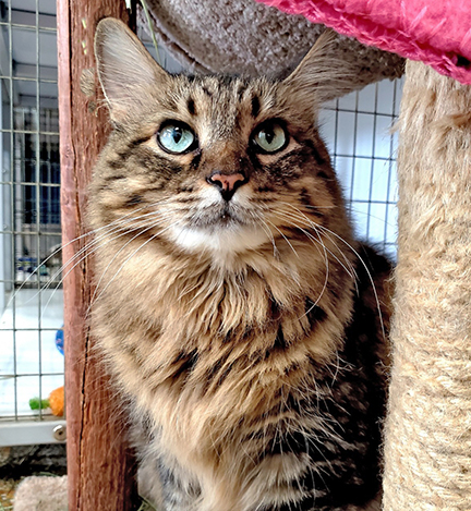 Chicago Animal Shelter: Adopt and Rescue Cats, Rabbits, Dogs: Red Door