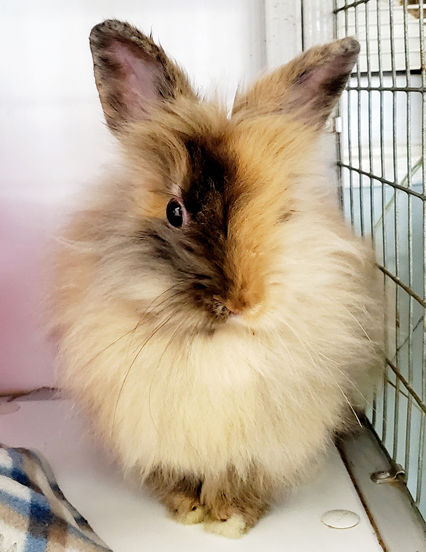 Chicago Animal Shelter: Adopt and Rescue Cats, Rabbits, Dogs: Red Door