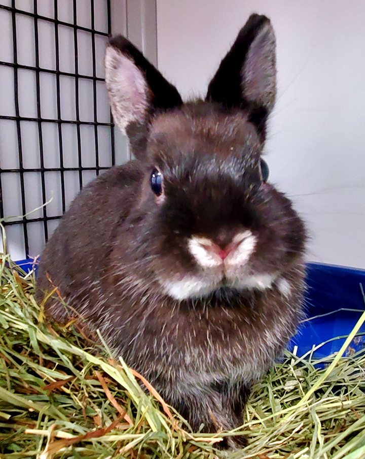 Chicago Animal Shelter: Adopt and Rescue Cats, Rabbits, Dogs: Red Door