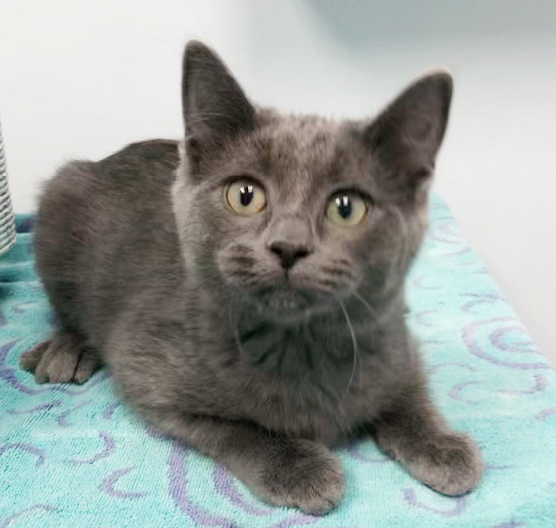 Chicago Animal Shelter: Adopt and Rescue Cats, Rabbits, Dogs: Red Door