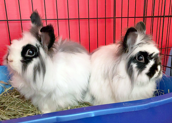 Chicago Animal Shelter: Adopt and Rescue Cats, Rabbits, Dogs: Red Door