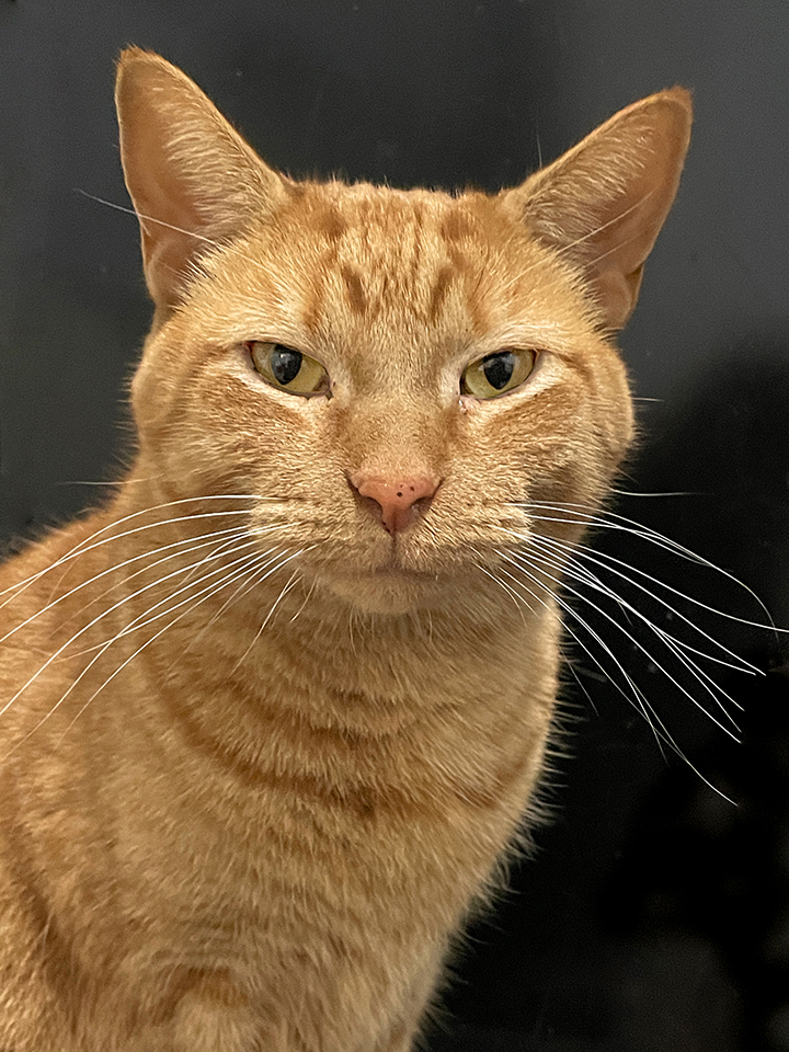 Chicago Animal Shelter: Adopt and Rescue Cats, Rabbits, Dogs: Red Door