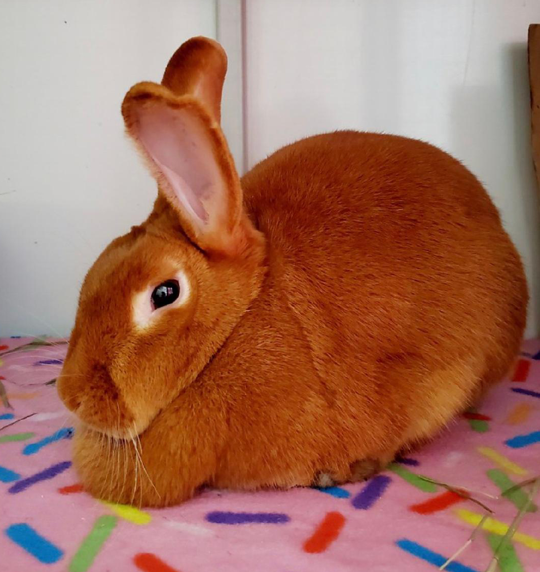 Chicago Animal Shelter: Adopt and Rescue Cats, Rabbits, Dogs: Red Door