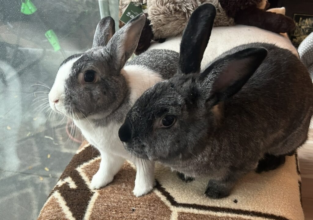 Bunny Bonding – Red Door Animal Shelter